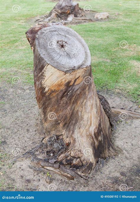 Cutting Of Dry Tree Stump On Dirt Field Stock Photo Image Of Removal