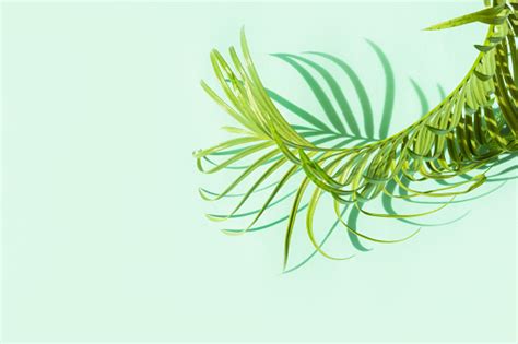 창조적 인 꽃 패턴 플랫 컬러 배경에 야자수 잎의 추상적 인 배경 그림자를 누워색상 네오 민트 0명에 대한 스톡 사진 및 기타 이미지 Istock
