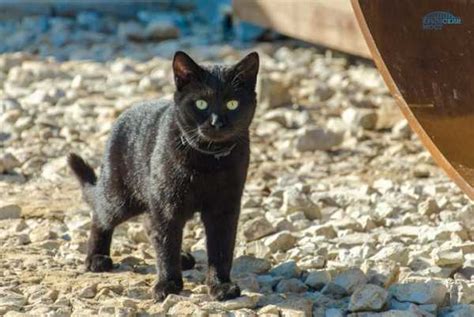 Строительная лиса – Какие бывают строительные леса, виды и их типы ...