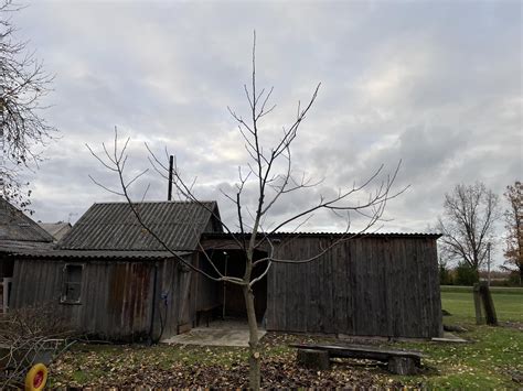 First Time Pruning Of A 5 Year Old Walnut Tree Did I Get It Right