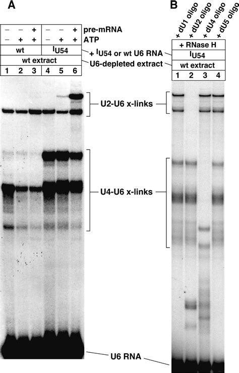 New Tertiary Constraints Between The Rna Components Of Active Yeast Spliceosomes A Photo