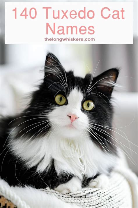 Tuxedo Cat Personality Cat Personalities Cute Cats And Dogs Cats