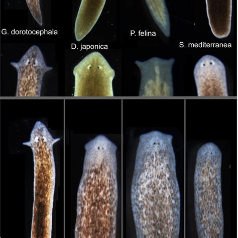 Flatworms Examples Information About Platyhelminthes