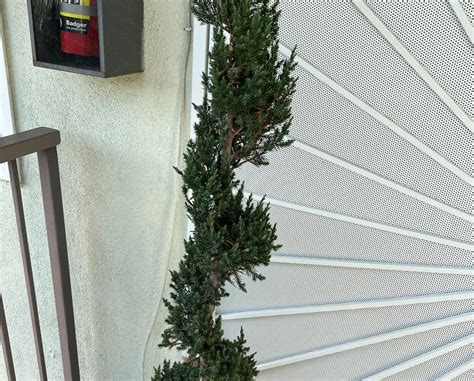 Why Are My Mediterranean Cypress Leaves Turning Yellow 🍂