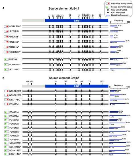 Specific Hypomethylation Of L1 Promoter Of Active And Inactive Source Download Scientific