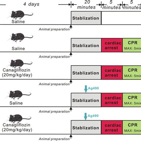 Experimental Protocols Mice In All Groups Except For The Sham Mice Download Scientific Diagram