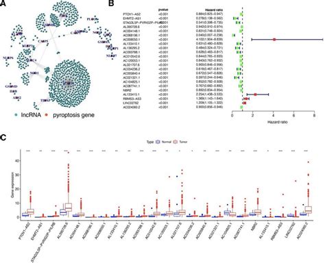 Pyroptosis Related Lncrna Screening In Bladder Cancer A The Network Download Scientific