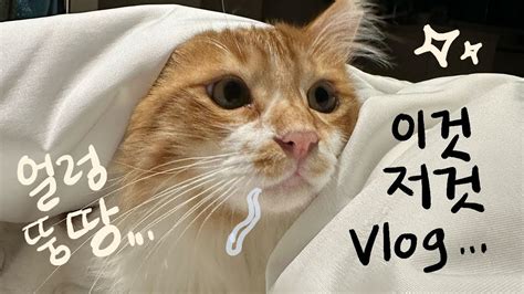 Vlog 11 어찌저찌 지나가버린 일주일 기록 칼국수 원정대 2탄 캣초딩 육아 직장인 일상 Youtube