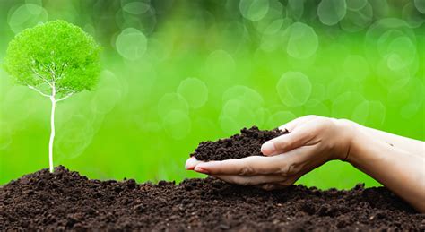 자연에서 초점이 흐려진 배경으로 땅에 나뭇가지를 심는 여자 나무에 대한 스톡 사진 및 기타 이미지 나무 씨앗 아이디어 Istock