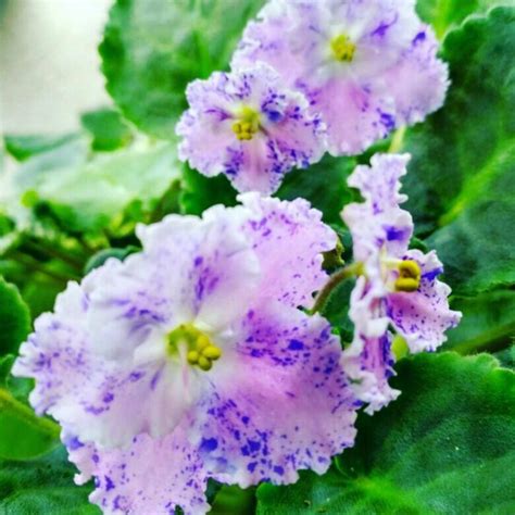 Ле Полина Фиалка Фото – Telegraph