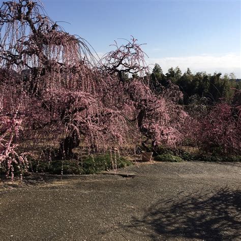 リアルタイム豊岡梅園梅の開花状況 静岡県の情報サイト we love 静岡