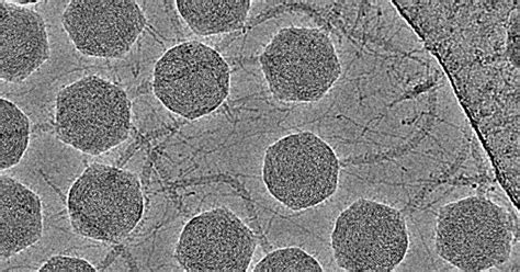 Molecular Structure Of Complex Bacteriophage Unveiled By Scientists Mirage News