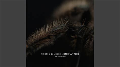 Moth Flutters Kalaido Remix Youtube Music