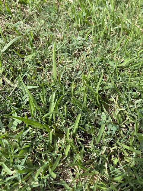 Grass Sample Album On Imgur