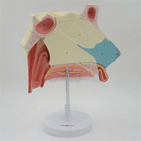 3 Times Enlarged Nasal Cavity Model Human Nose Anatomical Model