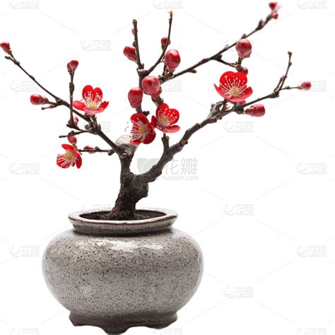 梅花盆栽