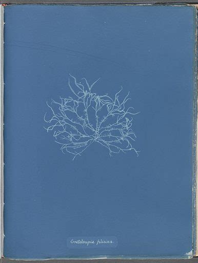 Grateloupia Filicina Free Public Domain Image Look And Learn