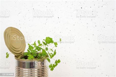마이크로 그린 주석에 파슬리 새싹 흰색 콘크리트 벽 배경에 캔 공간을 복사합니다 새싹채소에 대한 스톡 사진 및 기타 이미지 새싹채소 0명 건강한 식생활 Istock