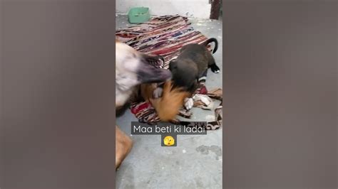 Maa Beti Ki Ladai🫣 Youtube