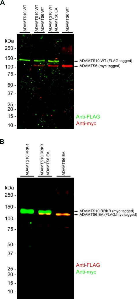 Figures And Data In Proteolysis Of Fibrillin 2 Microfibrils Is Essential For Normal Skeletal
