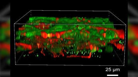 3d Printed Human Brain Tissue Works Like The Real Thing