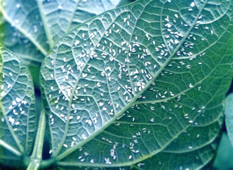 Whiteflies Infonet Biovision Home