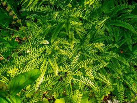 12 Best Fern Houseplants For Lush Indoor Foliage