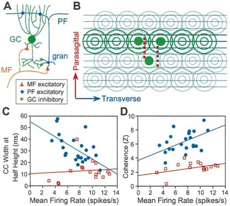 Effect Of Firing Rate On Coherence Depends On Orientation Of Cells A Download Scientific