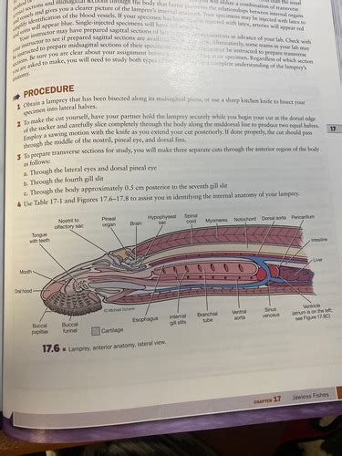Lab Quiz 3 Lab Activities Flashcards Quizlet
