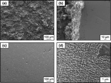 Secondary Electron Image Of The A Top Coat B Sample Cross Section Download Scientific