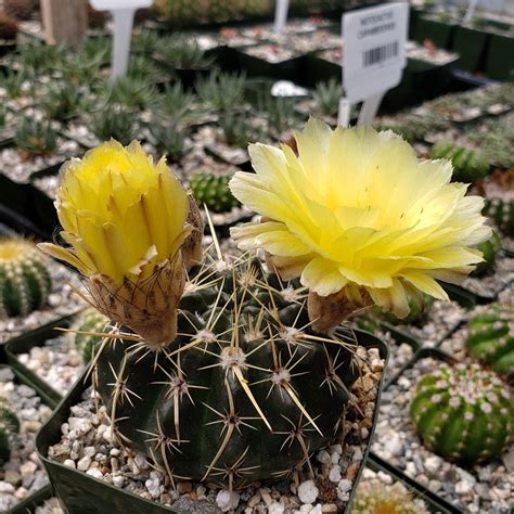 Notocactus Tureczekianus Planet Desert