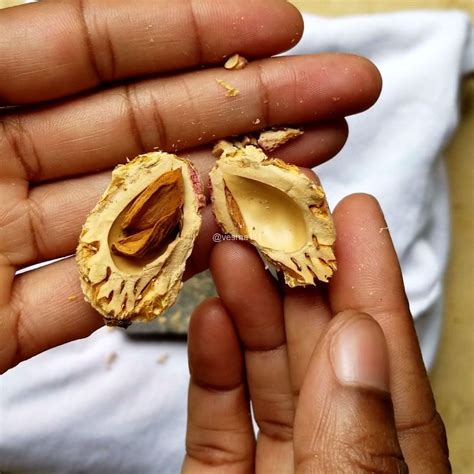 How To Open Peach Pits Peach Pit Growing Peach Trees Peach Trees