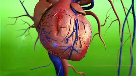 Pumping Of Heart Animation Pumping Of Heart Model Of Pumping Of