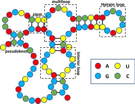 Rna Secondary Structure The Red Yellow Blue And Green Spheres