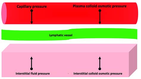 Pathophysiology Of Interstitial Edema See Text For Further Information Download Scientific
