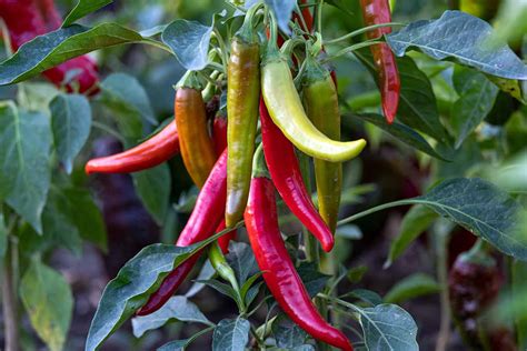Tips For Growing Cayenne Peppers Gardeners Path
