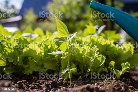 여름 더위에 농장에 야채 식물에 물을 뿌리는 것은 깡통으로 물을줍니다 원예 개념 침대 줄에서 자라는 농업 식물 경작지에 대한 스톡 사진 및 기타 이미지 Istock