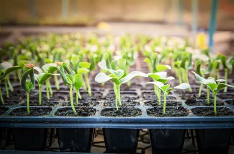 Лунный календарь садовода и огородника на февраль 2025 года благоприятные дни Огород 365