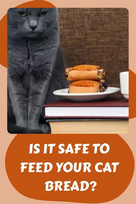 Does A Cat Eat Bread Safely Feeding Bread To Your Pet Artofit