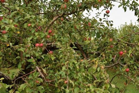 Figure 1 From Recognition And Classification Apple Fruits Based On A