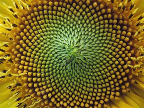 Investigate Patterns In Nature
