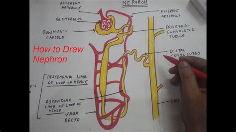 How To Draw Nephron Youtube