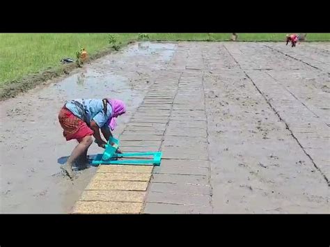 Paddy Seedling Sowing Machine Paddy Seed Sowing Machine Manufacturer