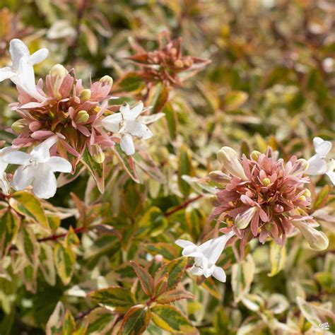 Abelia Kaleidoscope Winter