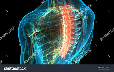 Spinal Cord Vertebral Column Thoracic Vertebrae Ilustrações Stock