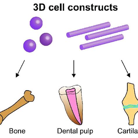 3d Cell Constructs Can Be Fabricated In Controlled Morphologies And
