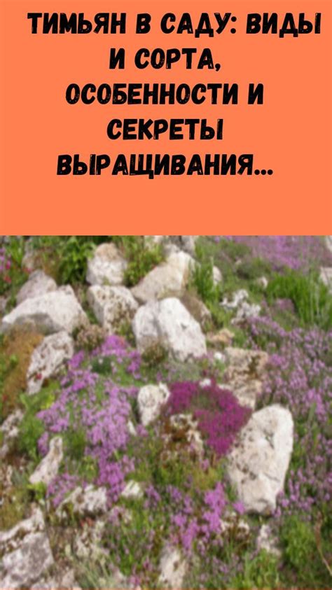 Тимьян в саду виды и сорта особенности и секреты выращивания Тимьян Растения Советы