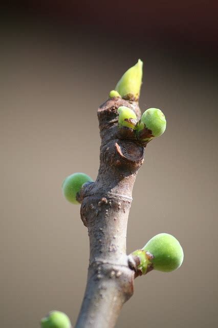 When To Fertilize Fig Trees A Complete Guide The Fruit Grove