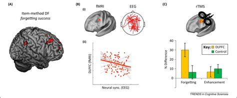 Neural Correlates Of Directed Forgetting Df A An Activation Map Of Download Scientific