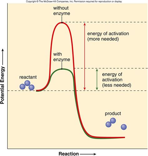 Enzyme Graph Rate Of Reaction At Janice Barrow Blog